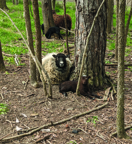 How to Care for Sheep Year-Round - Grit